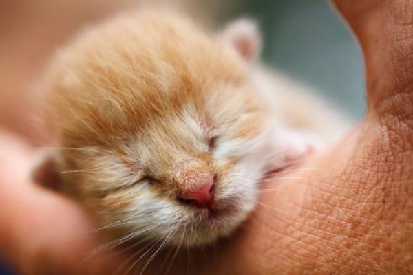 Gato recém-nascido: Como cuidar e alimentar? Posso dar leite ou papinha ...